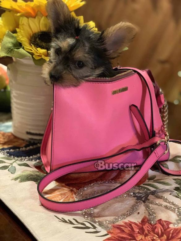 cachorros yorkie macho y hembra +33 6 05 61 80 76 en Islas Baleares ...